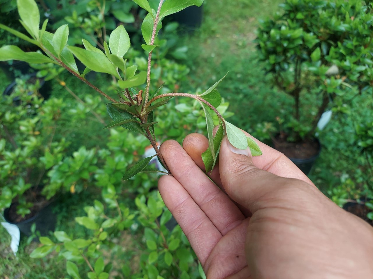 Propagating azaleas by cuttings part 1 - PIT-EKA