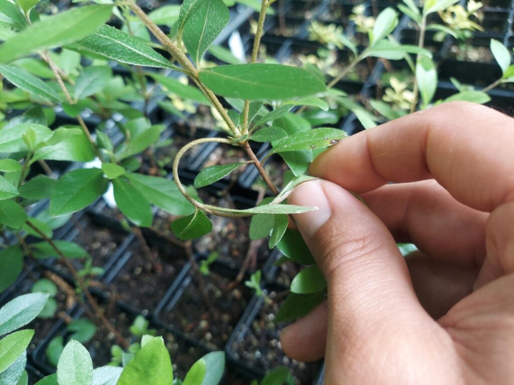 Propagating azaleas by cuttings part 1 - PIT-EKA